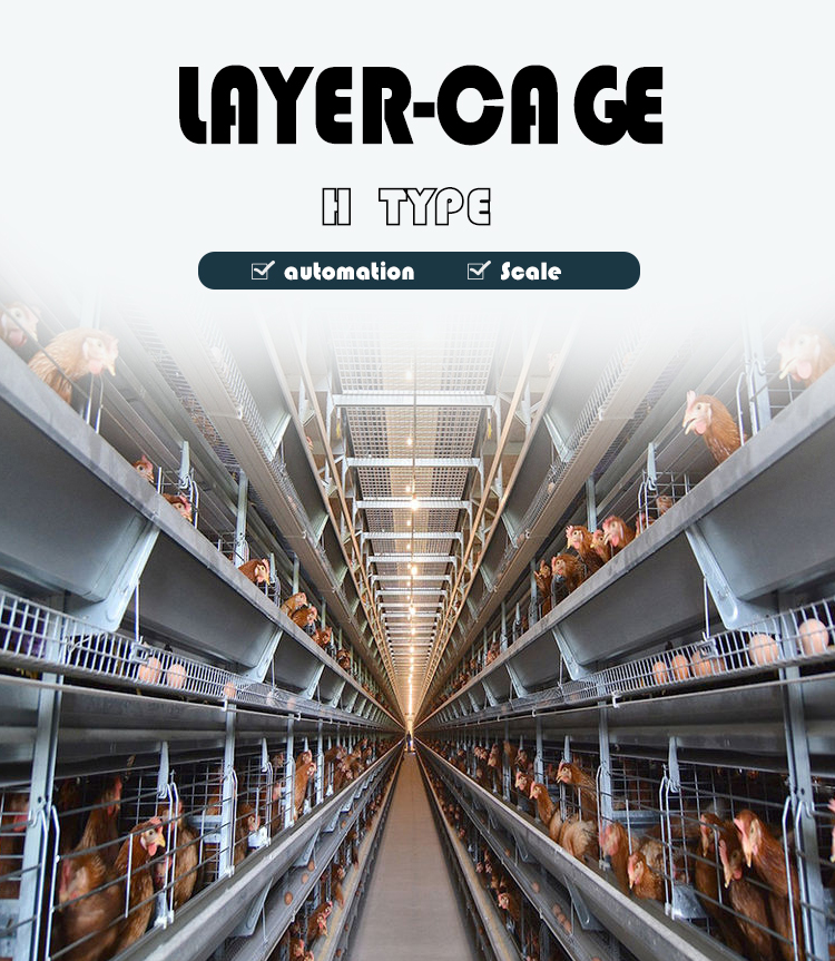 H Type Poultry Layer Cage With Automatic Feeding And Drinking System ...