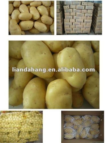 Authenticated Gap New Crop Fresh Potato, High Quality Authenticated Gap ...
