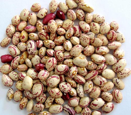 Chinese Round Kidney Beans, Bossgoo.com의 고품질 Chinese Round Kidney Beans