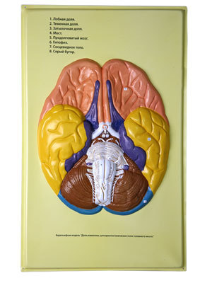 Human Brain Lobes, Bas Relief Model (a), High Quality Human Brain Lobes ...