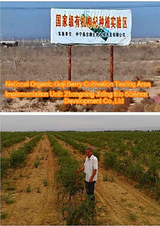 New Certificate Organic Dried Goji Berry Ningxia Wolfberry, Bossgoo.com ...