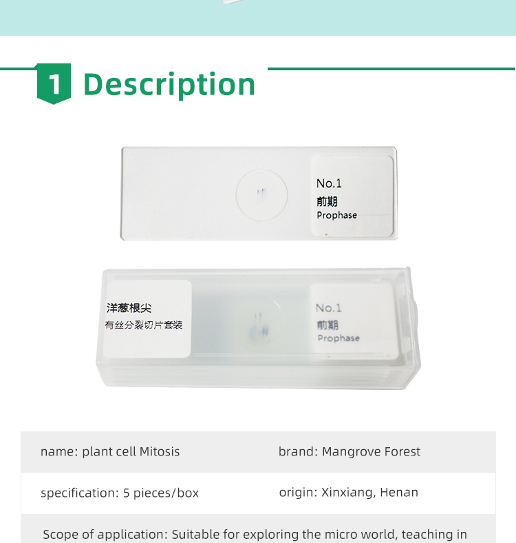 Onion Root Tip Mitosis Microscope Slide: Plant Cell Division Specimen ...