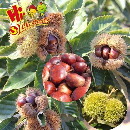 New Crop Fresh Chinese Chestnut Bulk Hebei Chestnuts For Sale, High ...