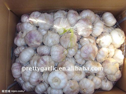 Normal White Garlic In 10kg Carton, High Quality Normal White Garlic In ...