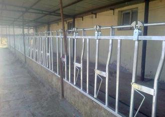 Customized Dairy Farm Cow Head Lock For Weaning / Lactating, High ...