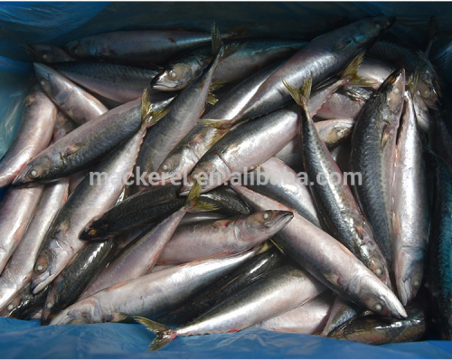 뜨거운 판매 Seafrozen Pacific Mackerel 100-200 200-300g, Bossgoo.com의 고품질 ...