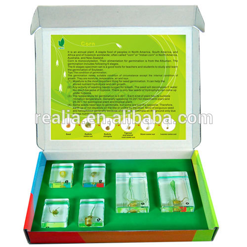Corn Germination Specimen, High Quality Corn Germination Specimen on ...
