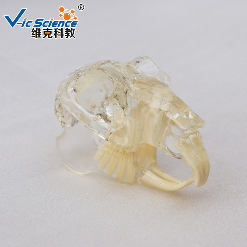 Animal Teeth Anatomy Medical Model, High Quality Animal Teeth Anatomy ...