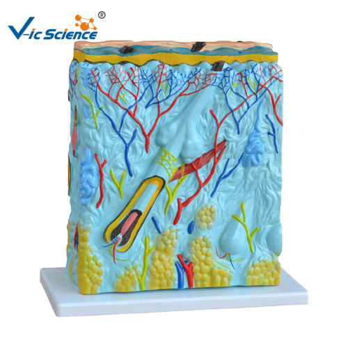 Hospital Display Medical Enlarged Skin Model, High Quality Hospital ...