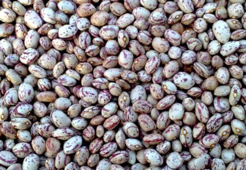 Chinese Round Kidney Beans, Bossgoo.com의 고품질 Chinese Round Kidney Beans