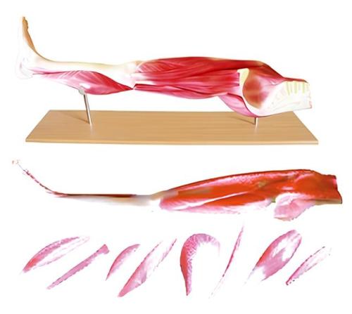 Anatomy Model Of Lower Limb Muscles (9 Parts), High Quality Anatomy ...