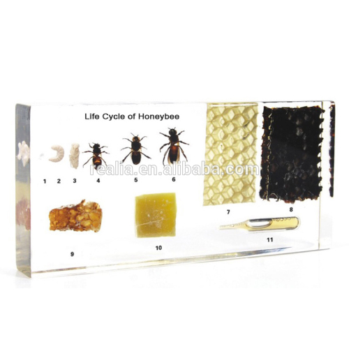 Huamao Honey Bee Specimen, High Quality Huamao Honey Bee Specimen on ...