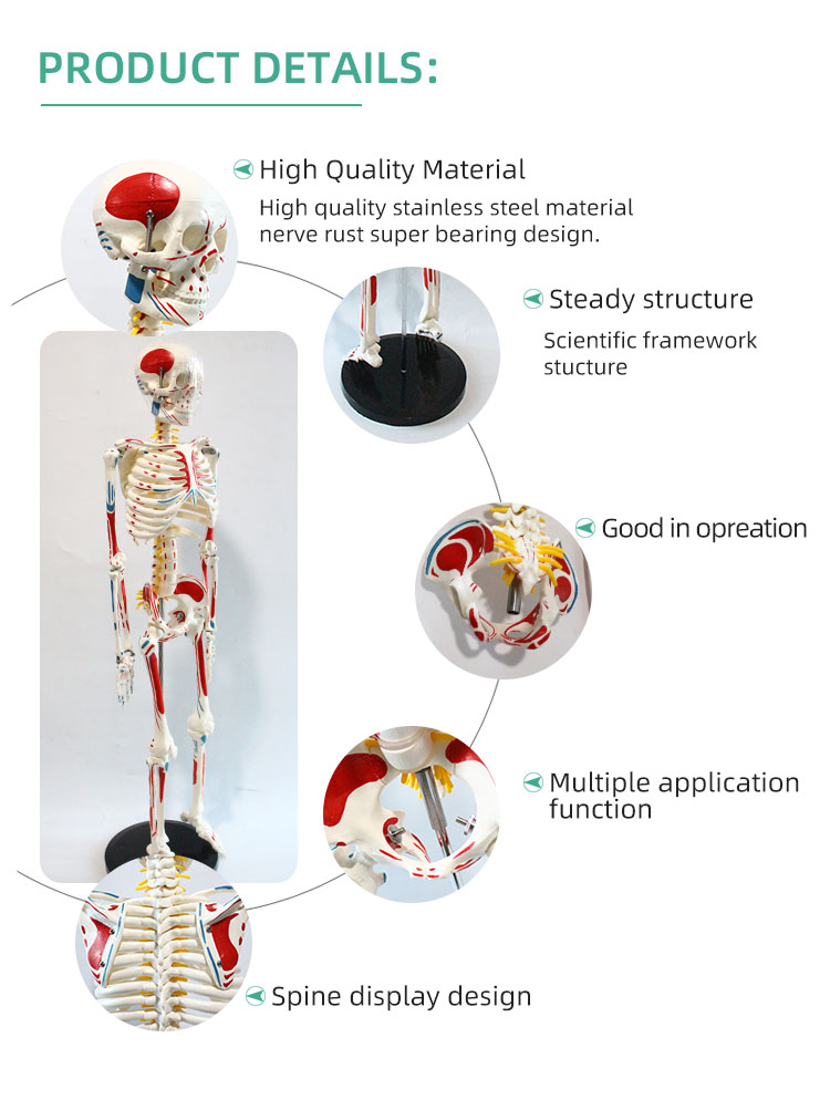 Medical Human Anatomy Model With Painted Muscles, Spinal Nerve Roots ...