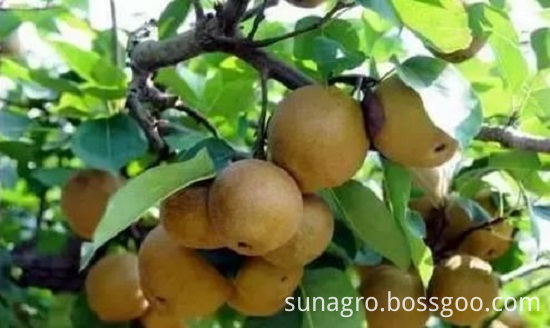 Fresh Quality Golden Crown Pears, High Quality Fresh Quality Golden ...