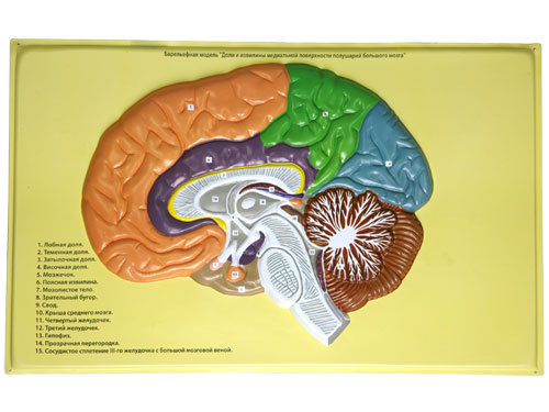 Human Brain Lobes, Bas Relief Model (b), High Quality Human Brain Lobes ...