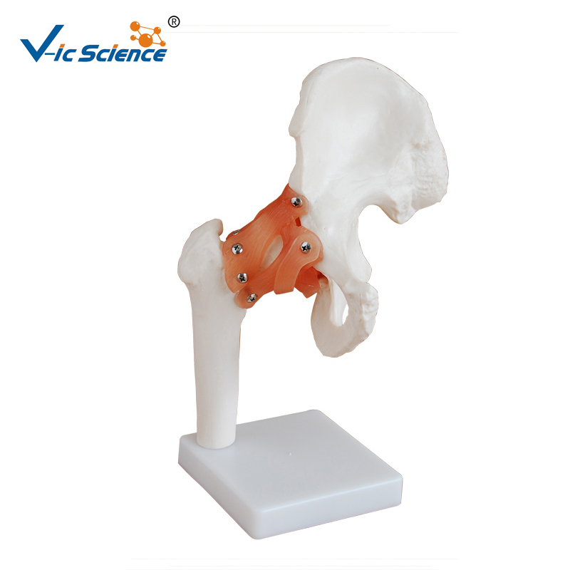 Life-size Hip Joint Model, High Quality Life-size Hip Joint Model on ...