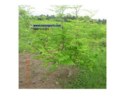 Moringa Form Fresh Leaves For Food/pharma/cosmetic Use, High Quality ...