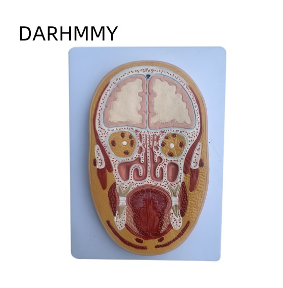 Darhmmy Medical Science Anatomy Model: Frontal Section Of The Head And ...