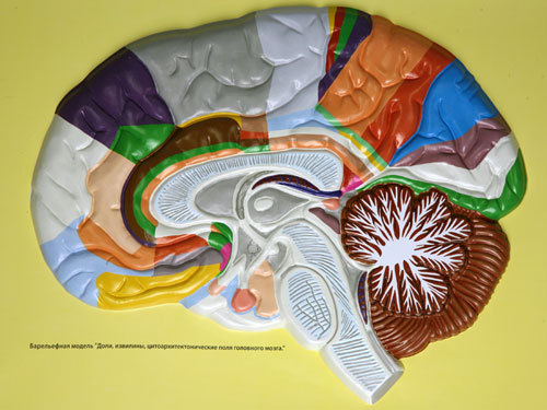 Human Brain Lobes, Bas Relief Model (c), High Quality Human Brain Lobes ...