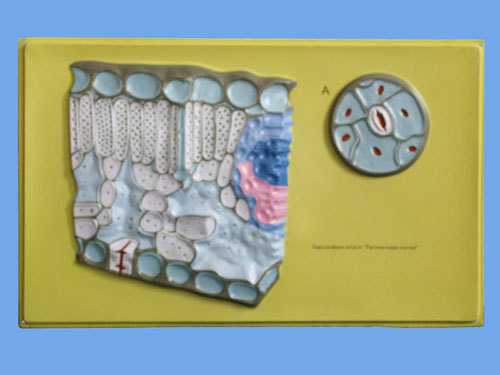 Leaf Cell Structure, High Quality Leaf Cell Structure on Bossgoo.com