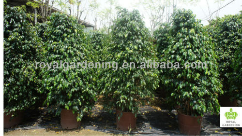 Ficus Benjamina Pyramid Shape, High Quality Ficus Benjamina Pyramid ...