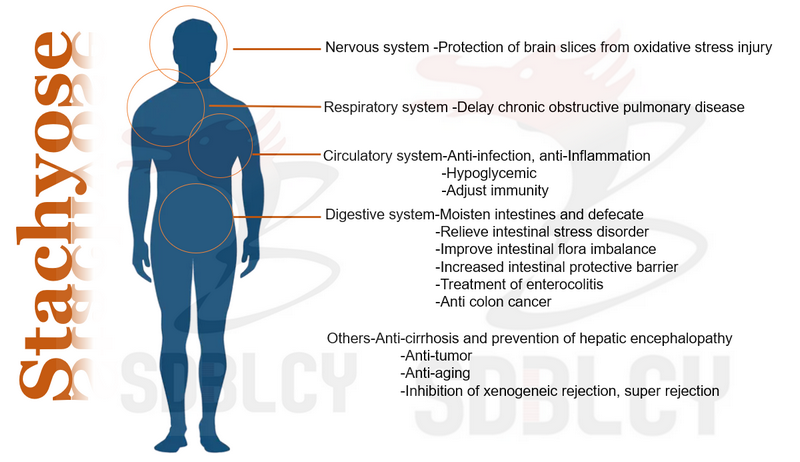 자연적인 초강력 이중 인자 Stachyose, Bossgoo.com의 고품질 자연적인 초강력 이중 인자 Stachyose
