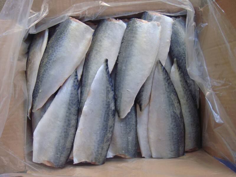 Frozen Pacific Mackerel Fillet Sea Fish Pacific Mackerel Fillet, High ...