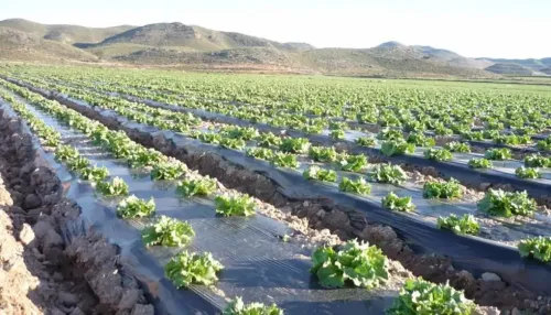 Biodegradable Plastic Mulch White Transparent Mulch Film, High Quality ...