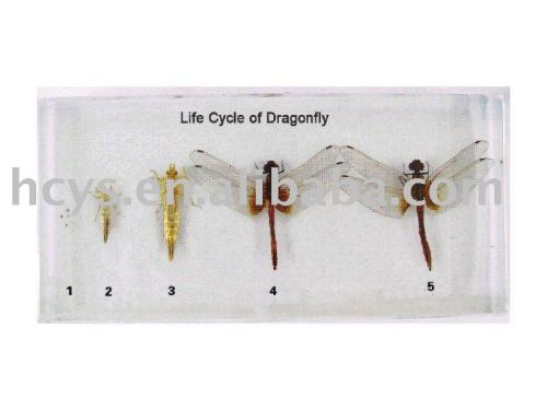 Life Cycle Of Dragonfly, High Quality Life Cycle Of Dragonfly on ...