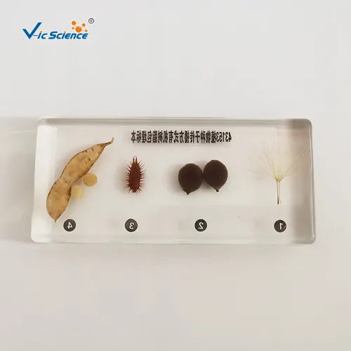Embedded Specimen Of Seed Transmission Mode, High Quality Embedded ...