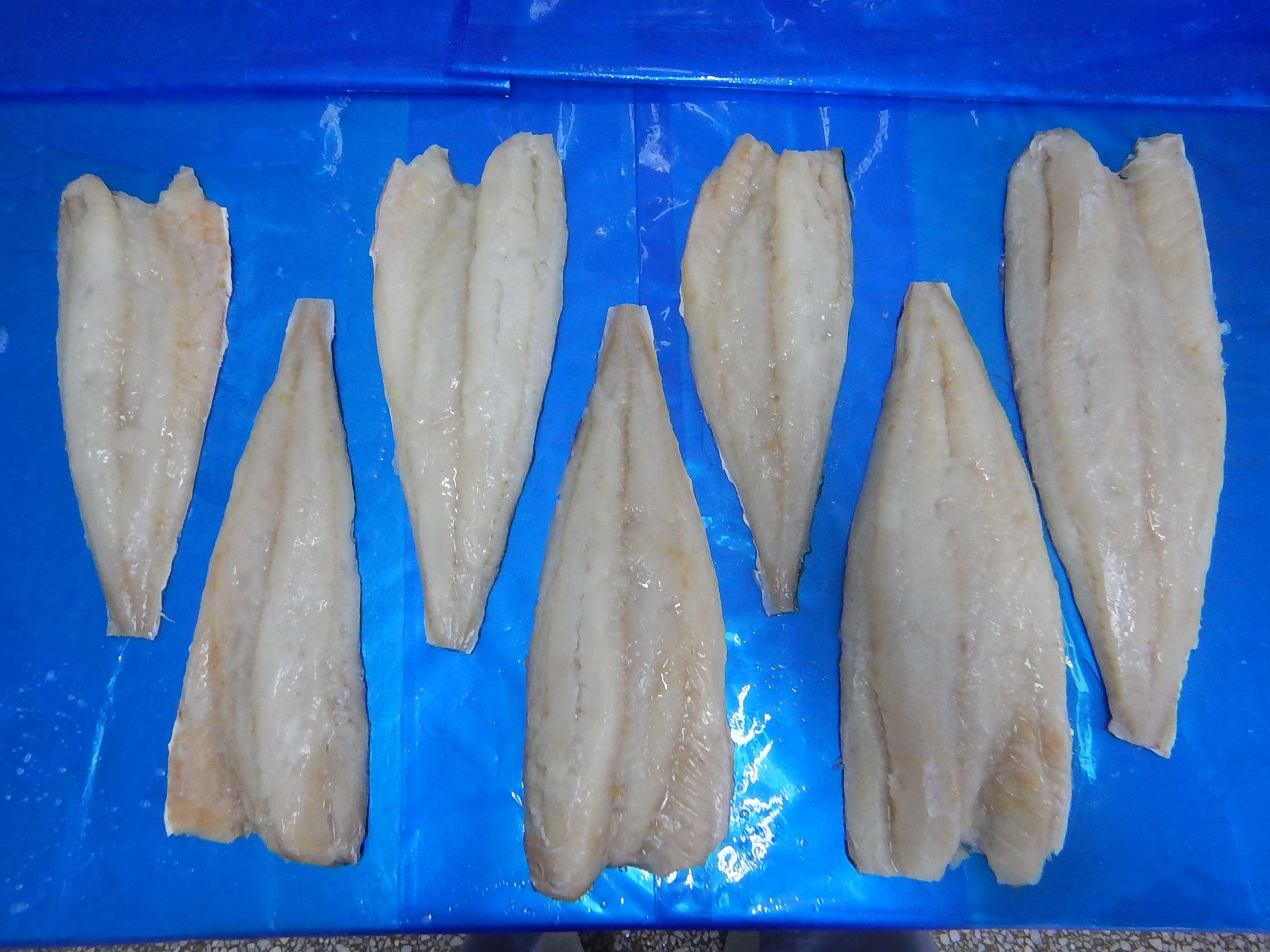 High Quality Frozen Saithe Pollachius Virens Detail,high Quality Frozen ...