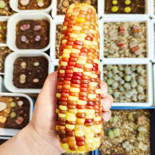 Corn Is Carbohydrates, High Quality Corn Is Carbohydrates on Bossgoo.com