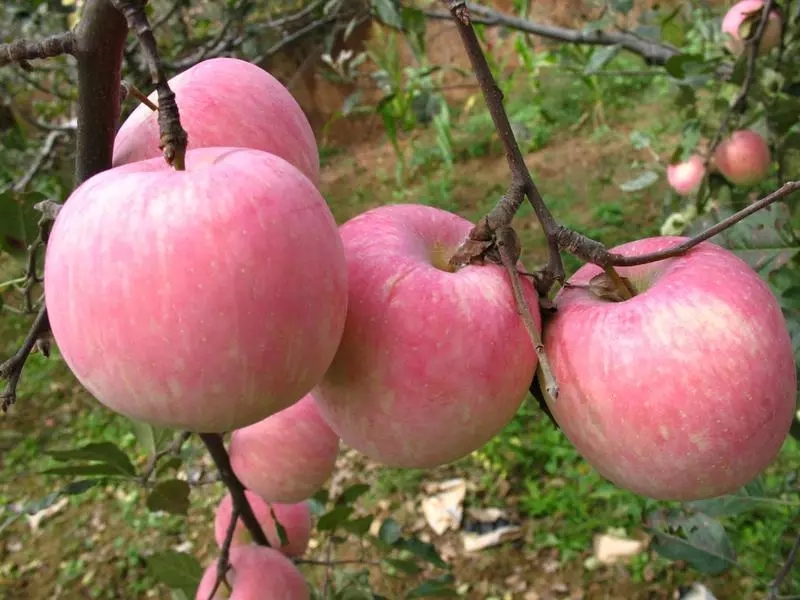 Red Star Apple สำหรับการส่งออก คุณภาพสูง Red Star Apple สำหรับการส่งออก ...