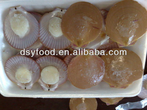 Scallop With Roe And Half Shell/sea Scallop /bay Scallop, High Quality ...