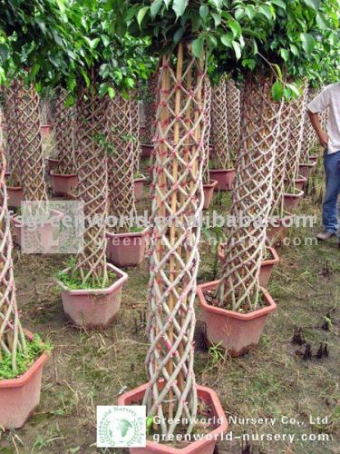 Ficus Benjamina Cage Shape Trees, High Quality Ficus Benjamina Cage ...