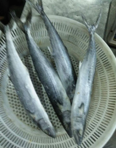 Arowana Spanish Mackerel, High Quality Arowana Spanish Mackerel on ...