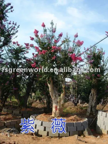Lagerstroemia Indica Big Bonsai, High Quality Lagerstroemia Indica Big ...