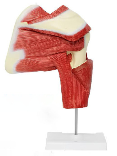 Deep Muscle Model Of Upper Extremity Band, High Quality Deep Muscle ...