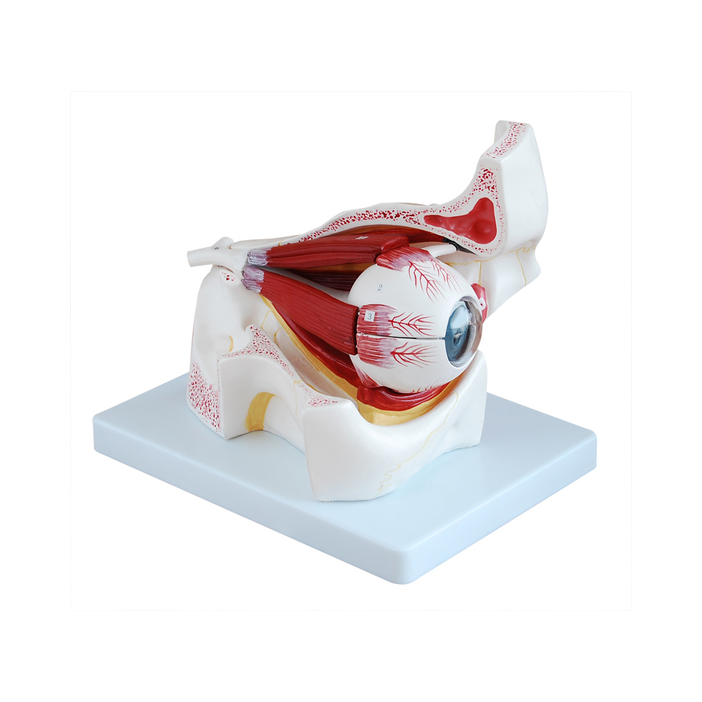 Ltm316b Plastic Human Eye Anatomy Model - Detailed Educational Tool ...