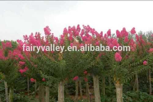 2014 New Lagerstroemia Indica Seeds Crape Myrtle Seeds For Planting ...