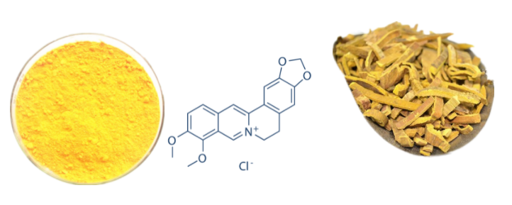 Cortex Phellodendri 추출 Berberine Hcl 파우더 97 % 가격, Bossgoo.com의 고품질 ...
