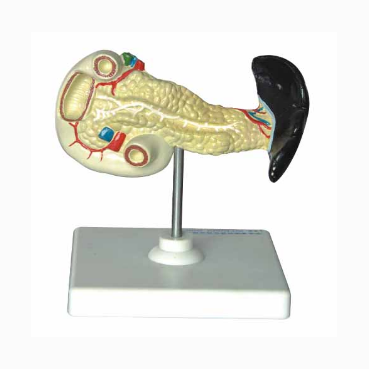 Model Of Spleen Pancreas And Duodenum, High Quality Model Of Spleen ...