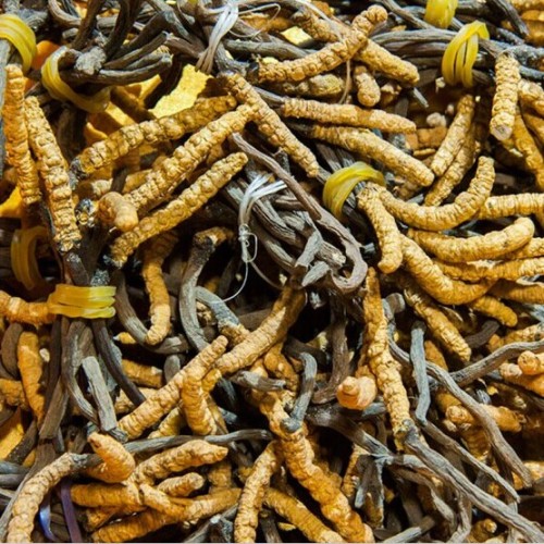 Cordyceps Sinensis Mycelium Cs-4, High Quality Cordyceps Sinensis ...
