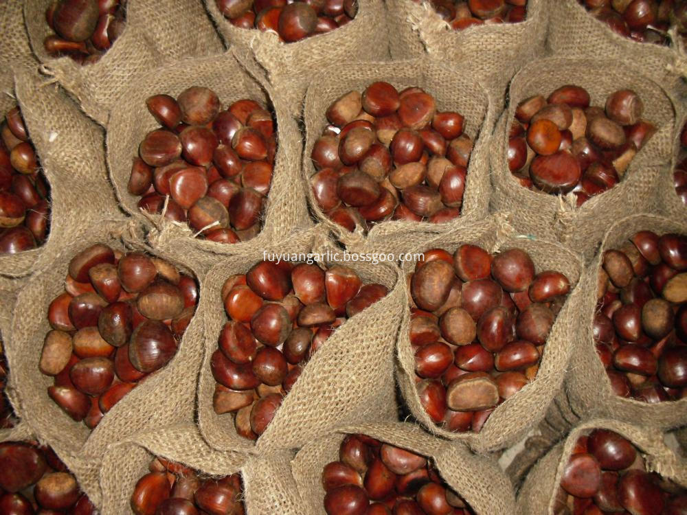 Different Types Of Chestnut Fruit, High Quality Different Types Of ...
