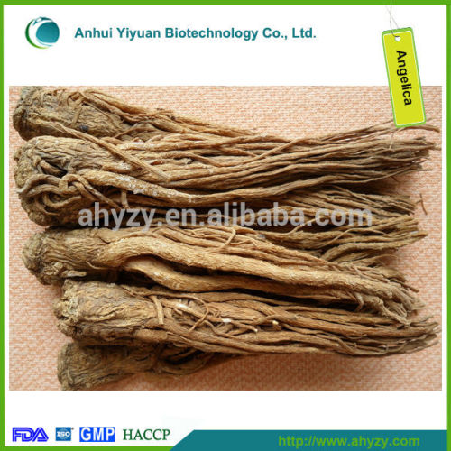 Angelica Sinensis Root, High Quality Angelica Sinensis Root on Bossgoo.com