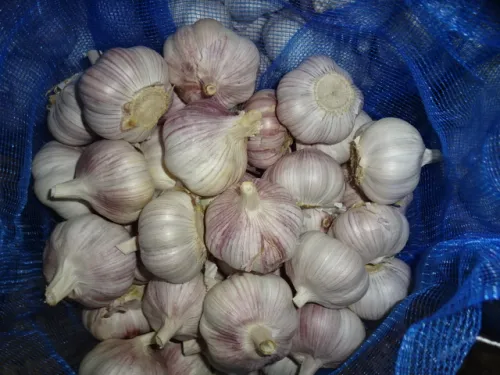 Fresh Garlic Loose Packing, High Quality Fresh Garlic Loose Packing on ...