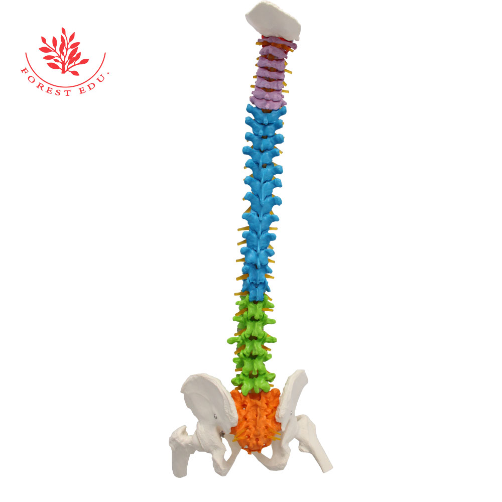 Life-size Pvc Spine Anatomical Model For Medical Education And Student ...