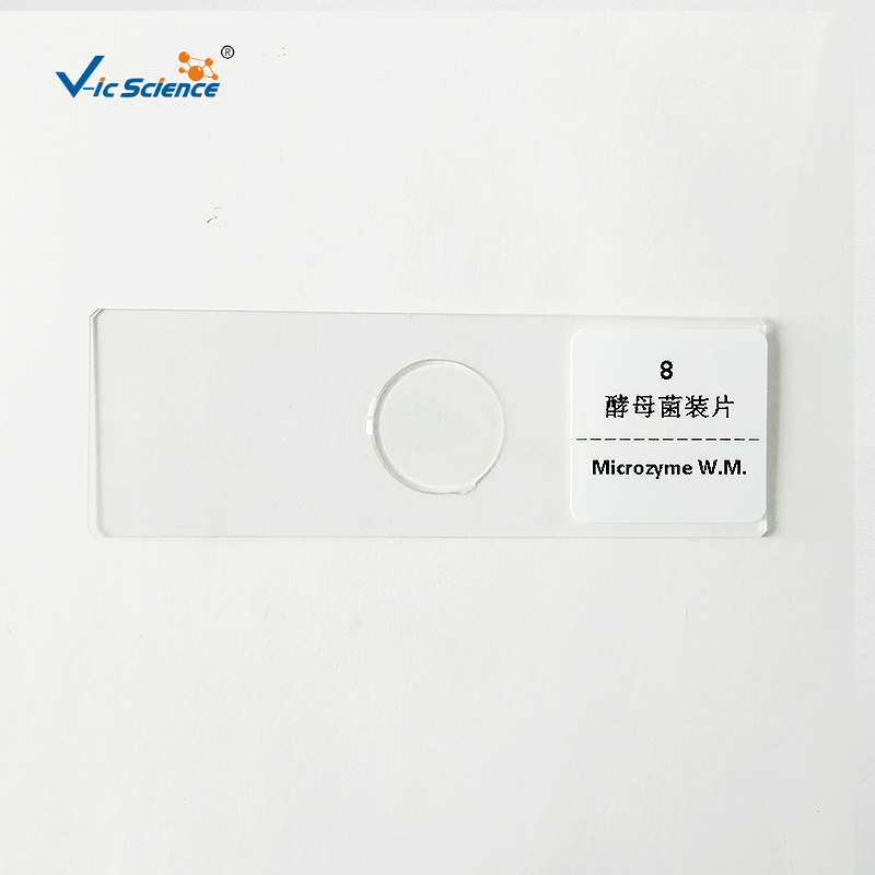 Microbiology Microscope Prepared Slides, High Quality Microbiology ...