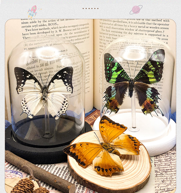 Beautiful Real Butterfly Taxidermy Specimen Photo Frame Collection ...