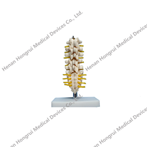 Skeleton Human Model Lumbar Vertebrae With Tail Bone Model, High ...